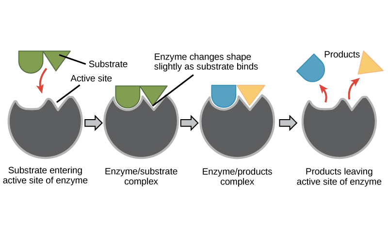 Enzymes – Ilex Life Sciences
