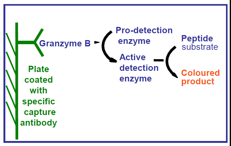 QuickZyme Granzyme B Activity Assay Reagent Set (2 x 96 wells) – Ilex ...